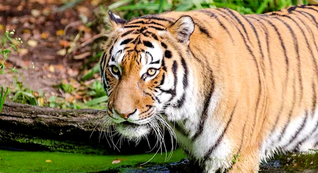 Tigre de Indochina - El Gran Depredador 🐯